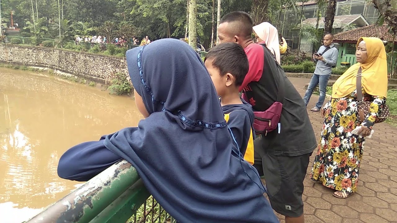 Kebun Raya Ragunan||Harimau Ragunan - YouTube