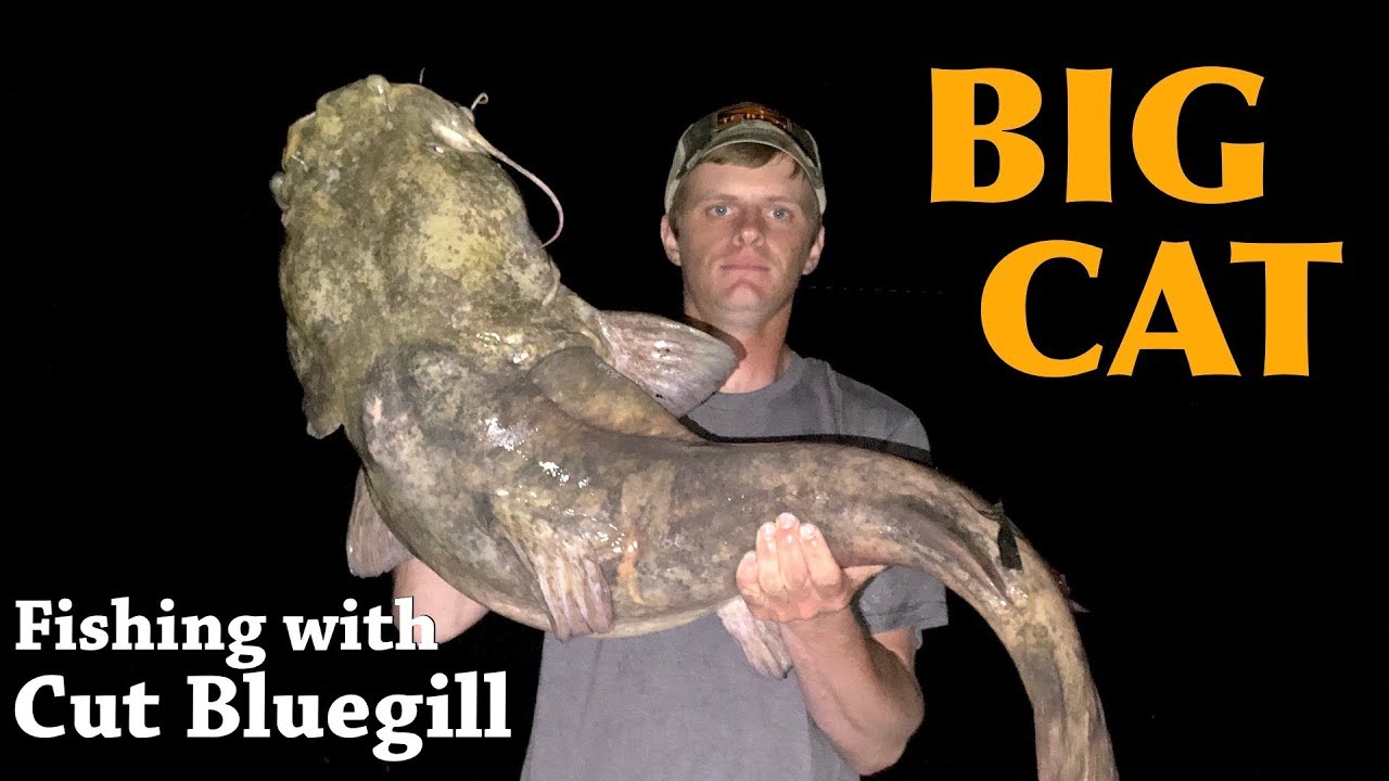 Caught my biggest FLATHEAD on the first trip of the year! - YouTube