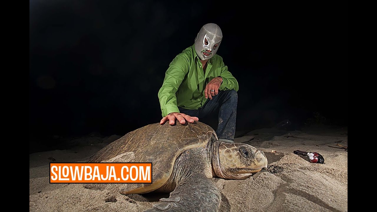 WILDCOAST's Zach Plopper On Conserving Wildlife and Wild Lands in ...