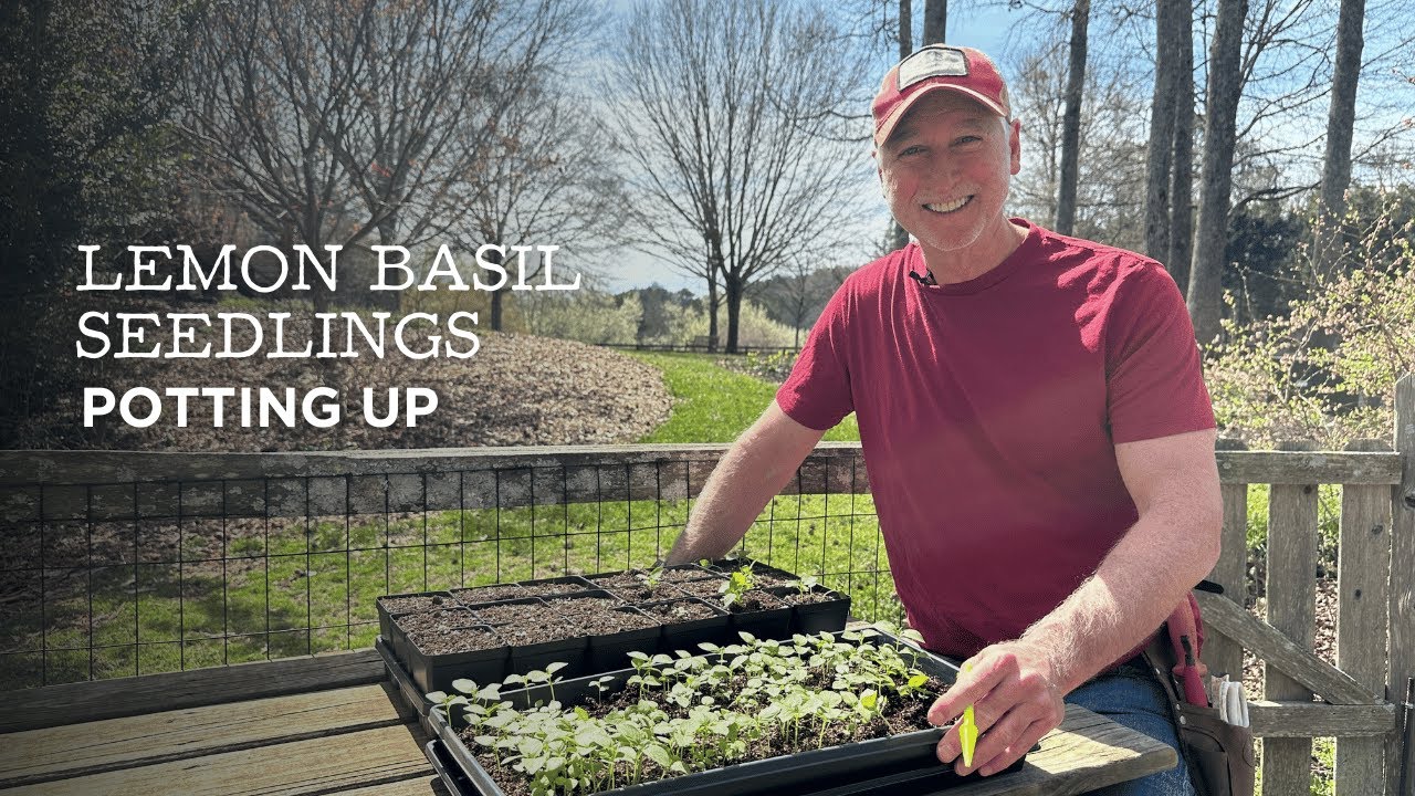Lemon Basil Seedlings | Potting Up - YouTube