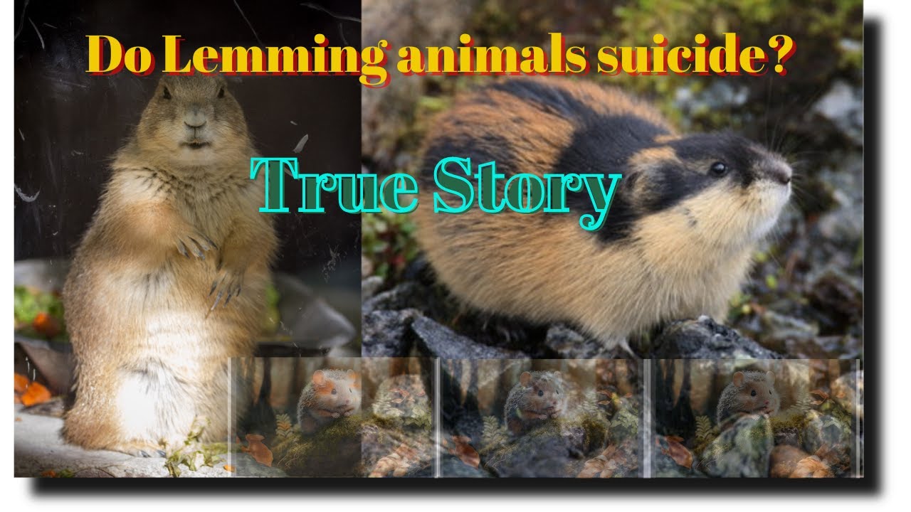 information about Lemming animals | Do Lemming animals suicide | Lemming animal's story | # ...
