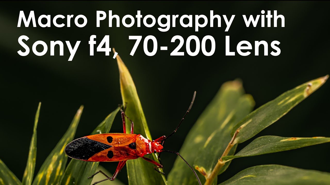 Tabletop Macro Photography with Sony f4, 70 200 Lens within a Light ...