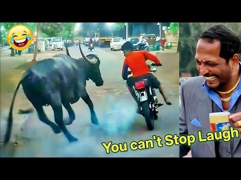 Try Not To Laugh Hardest Challenge In 2026 // Most Funniest Videos On The Internet 🤣