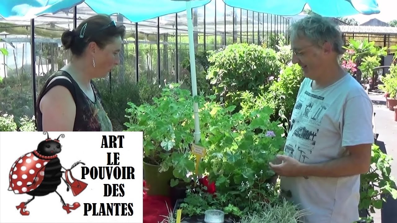 chaine Jardinage: pelargonium(odorant) atomic snowflake: Comment faire ...
