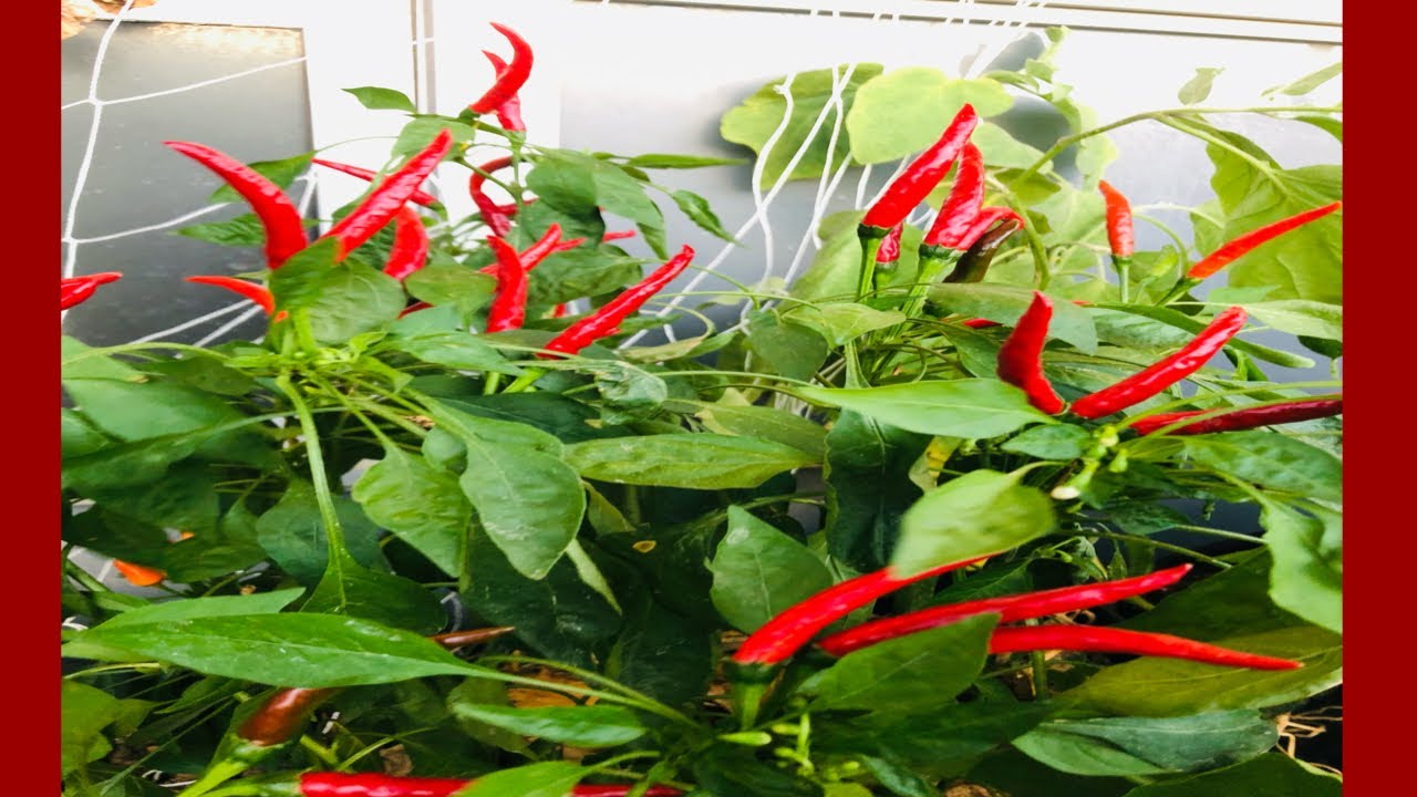 How To Grow Chillies At Home |Seed To Harvest | Grow Chili Easy ...