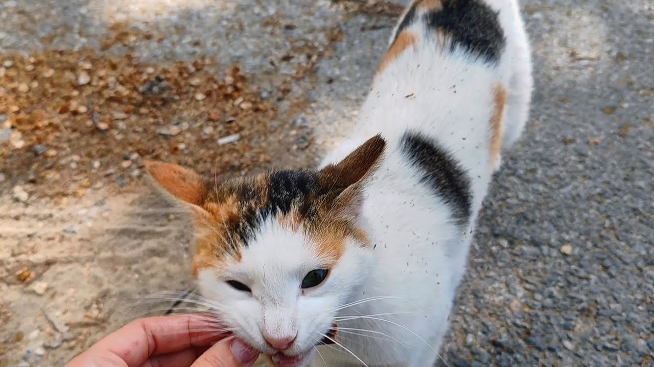 Can someone explain to me why this male cat is chasing the female cat ...