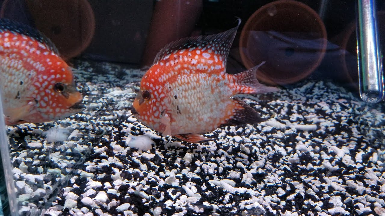 O.G. my Original Super Red Texas - YouTube