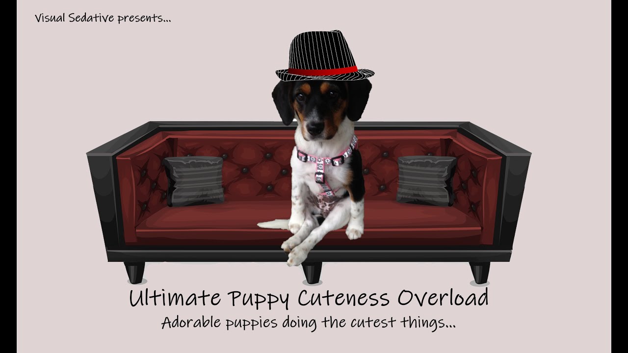 Ultimate Puppy Cuteness Overload - Adorable Puppies Doing the Cutest ...