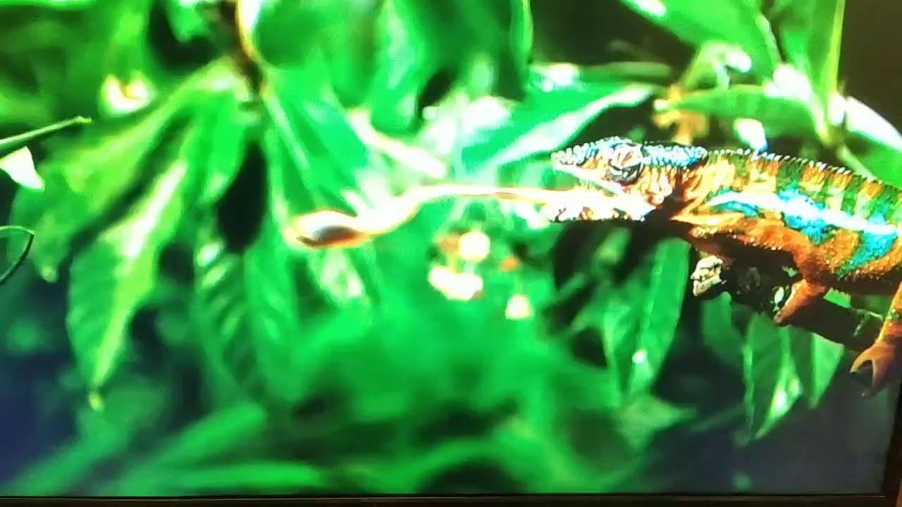 how lizards catch the grasshopper with the tongue - YouTube