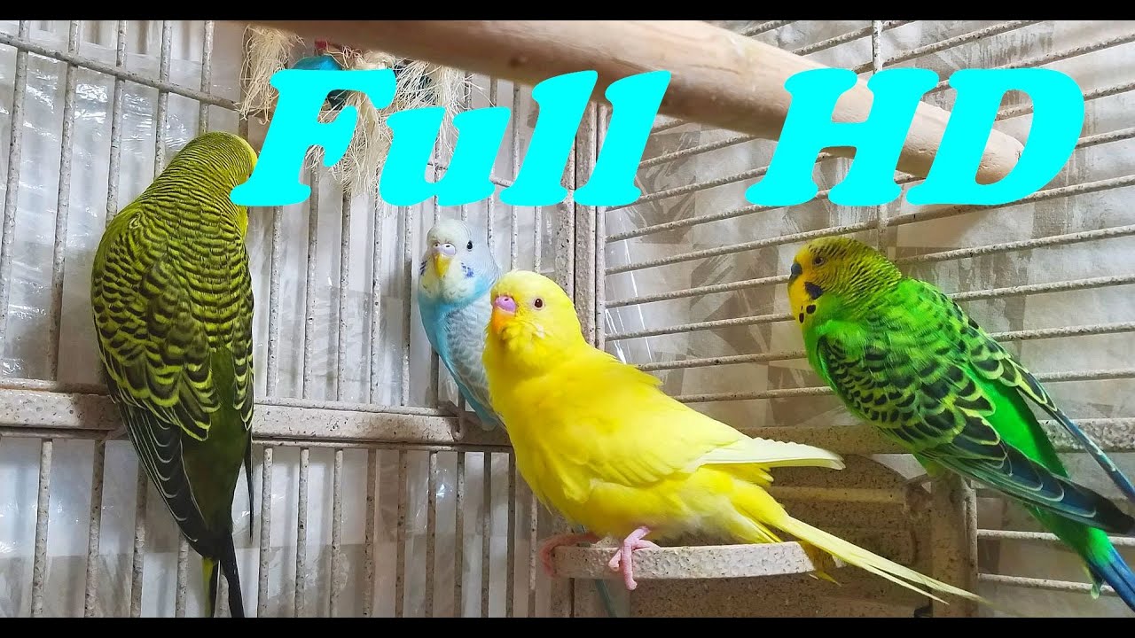 3 Hr Happy Parakeets Eating Singing Playing, Budgies Chirping. Reduce ...