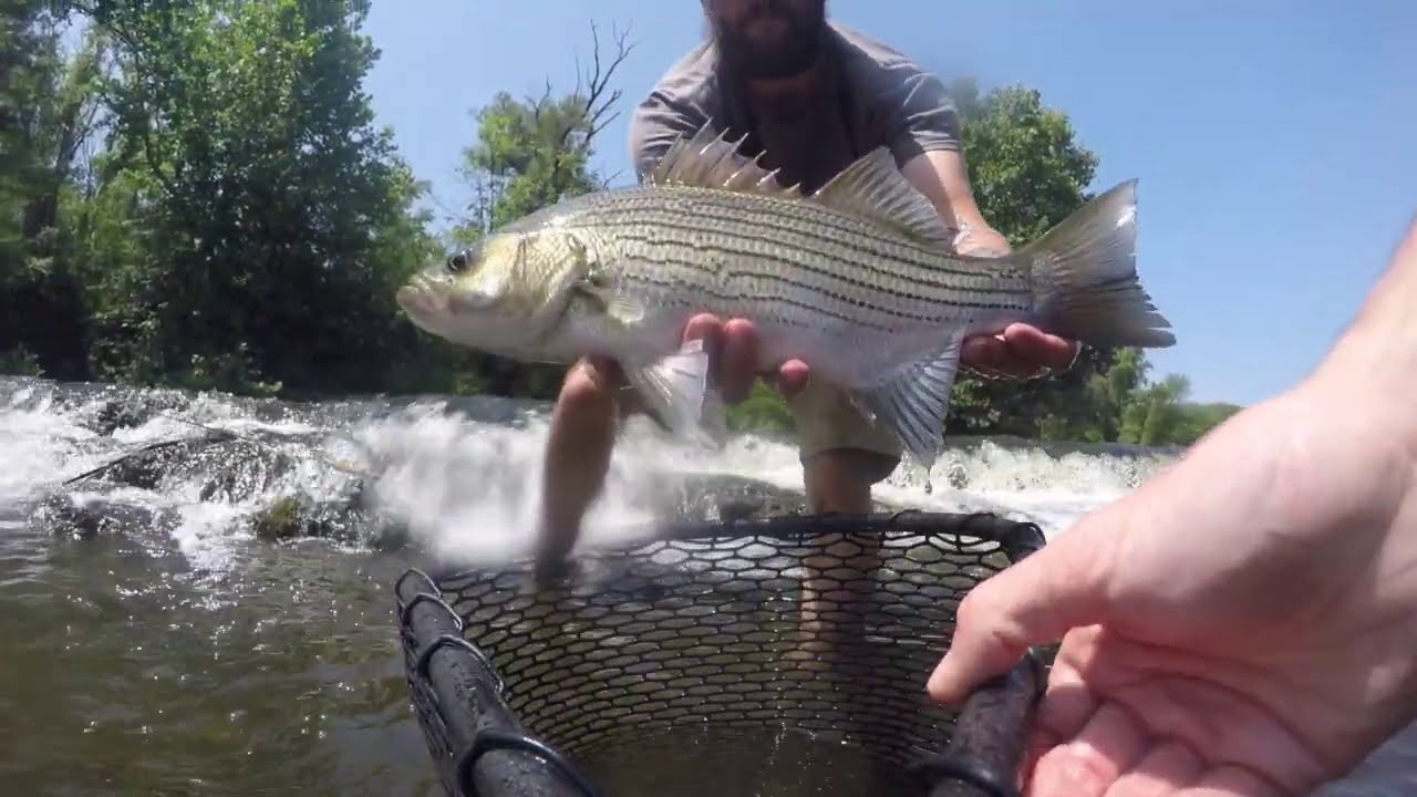 Hybrid striped bass (wiper) on the fly - YouTube