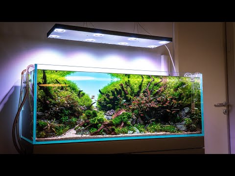 Beautiful 120P Diorama Aquascape with Skylight HYPERSPOT FL lamp
