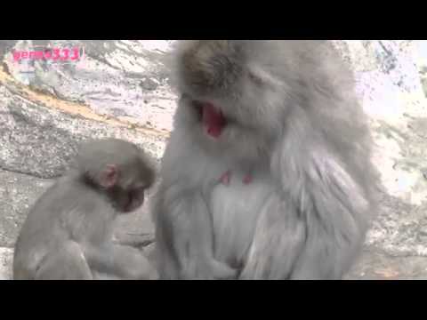 Cute Animal - Baby monkey to be angry mom - YouTube