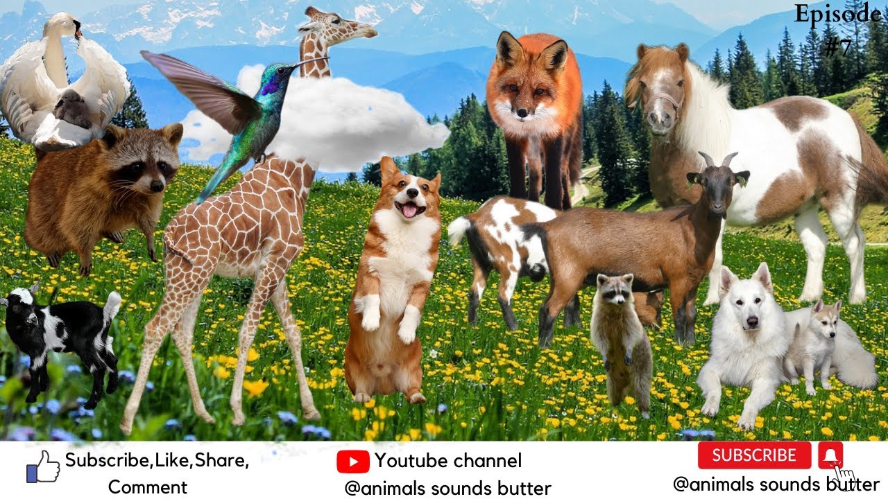 Animal sounds around us: Bird, Fox, Giraffe, Goat, Puppy, Horse ...