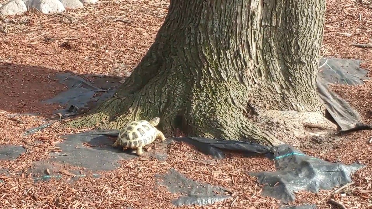 Flash is on a vacation !! Our Tree climbing tortoise - YouTube