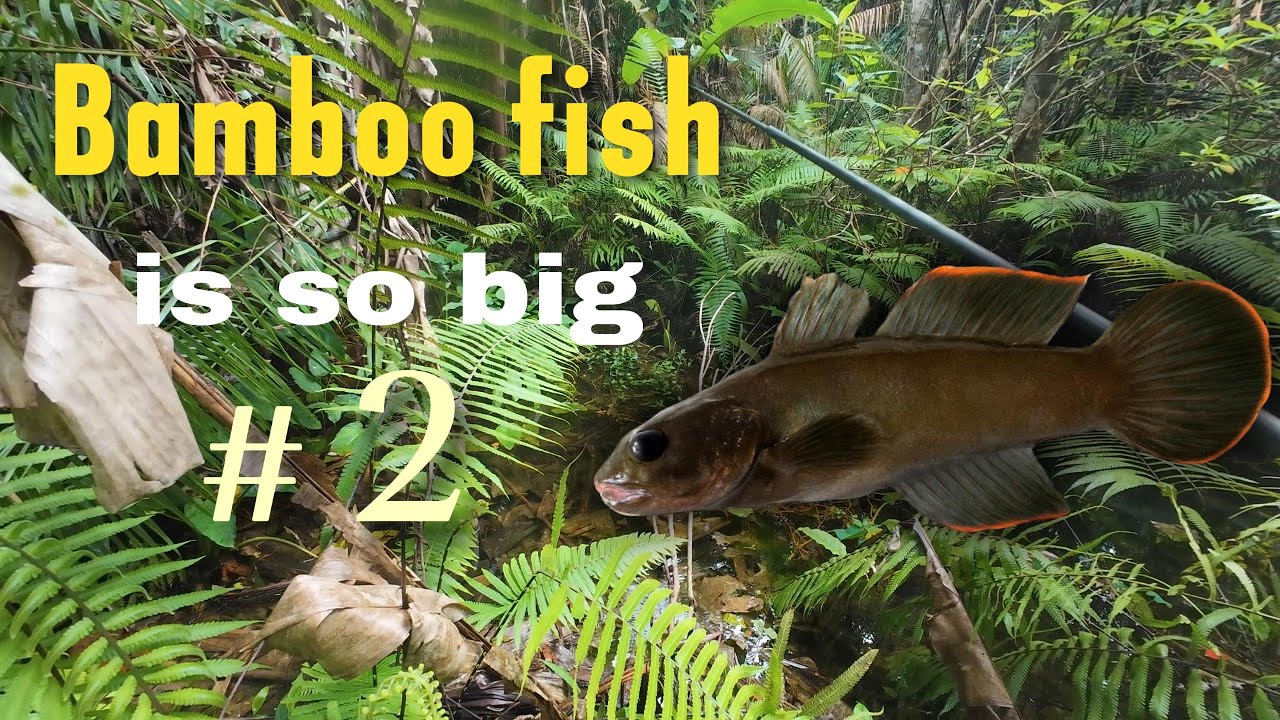 How to fish for bamboo fish in the river with worms | river fishing ...