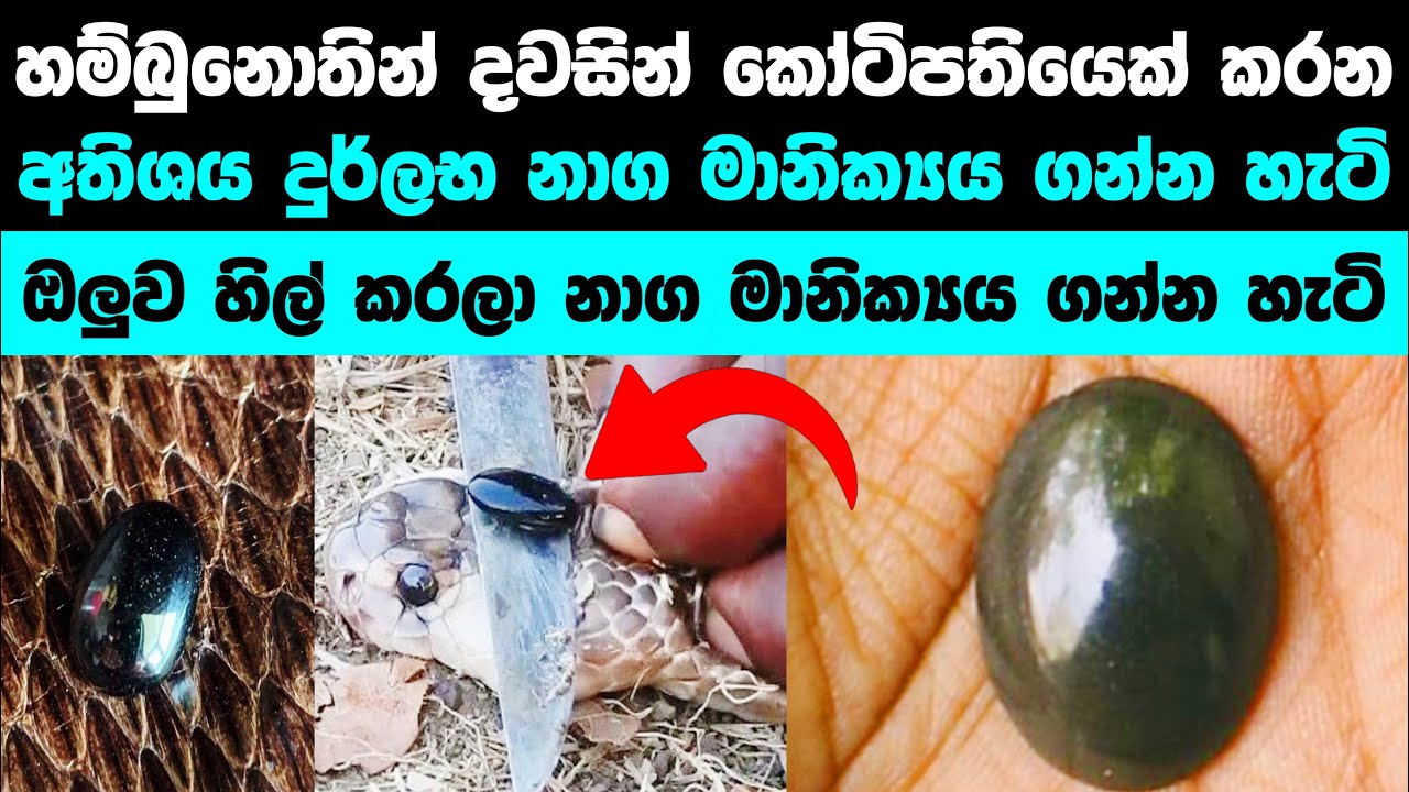 වත්තේ නයෙක් ඉන්නවා නම් අනිවාර්යෙන්ම බලන්න | The mystery of snake stones ...