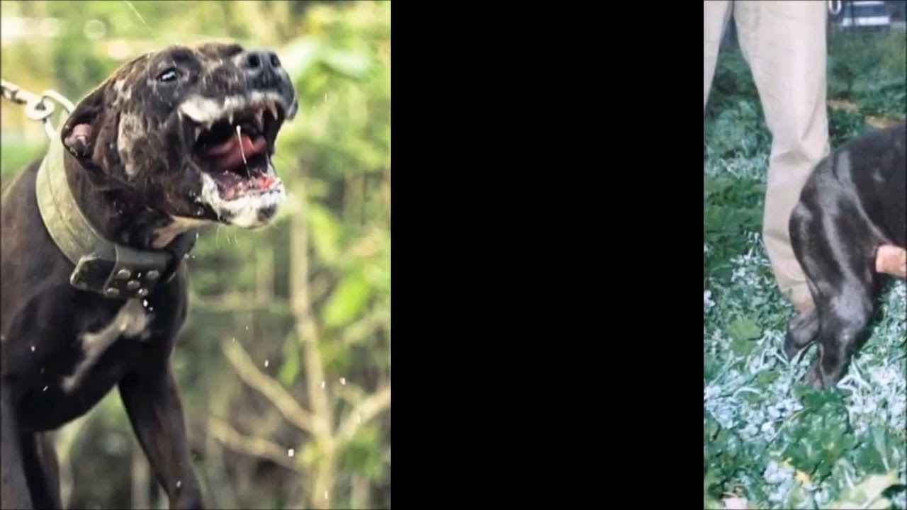 Real game bred pitbull - YouTube