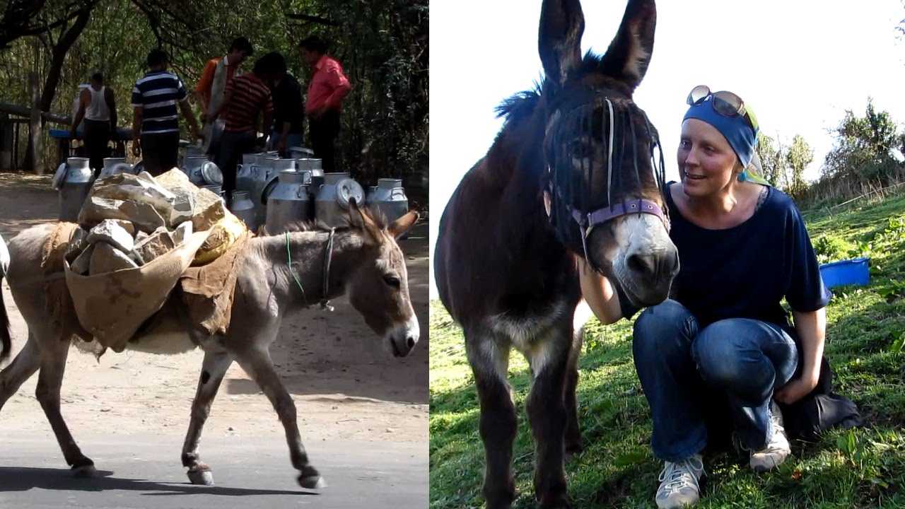 Help make Bonnie's last wish for donkeys come true. - YouTube