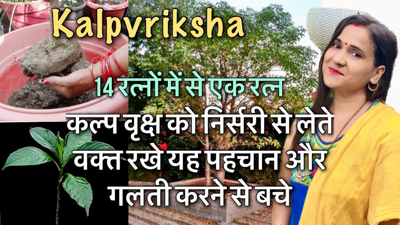 kalpvriksh ki reporting aur nursery se lete Samay Sahi kalpvriksh ka ...