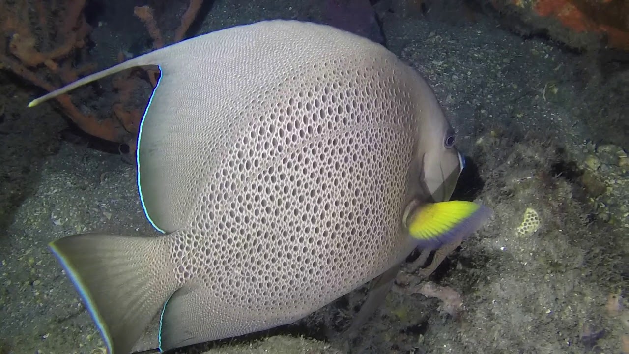Angelfish Night Diving BHB - YouTube