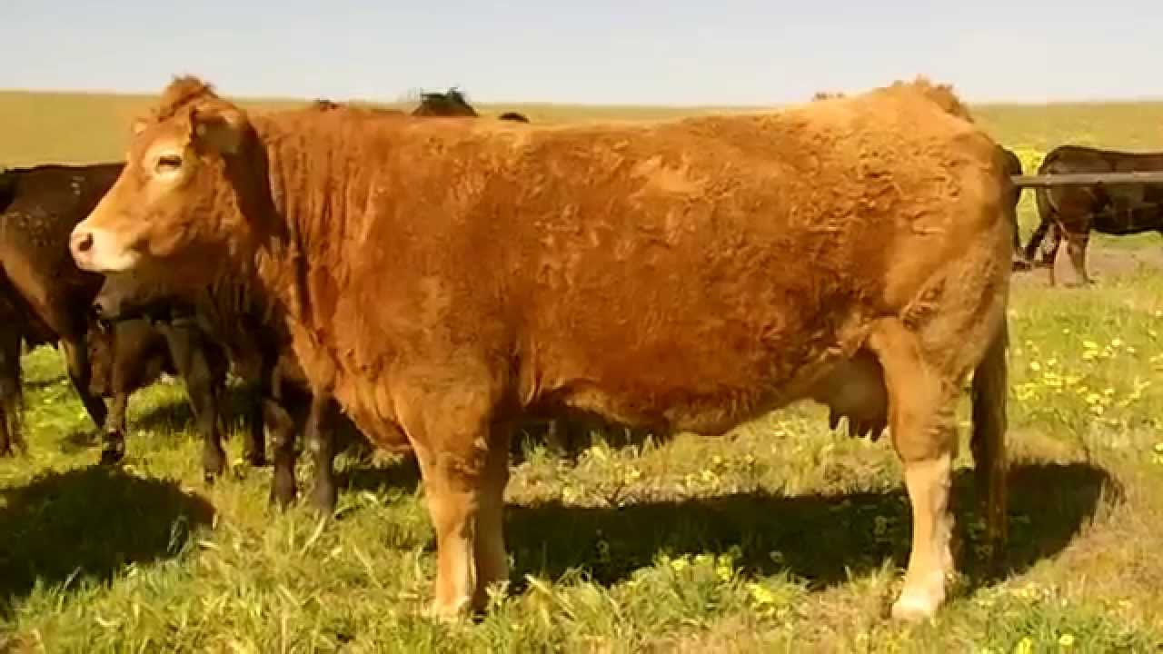 Graffoe Limousin Stud dispersal, mixed age stud cows for sale. - YouTube
