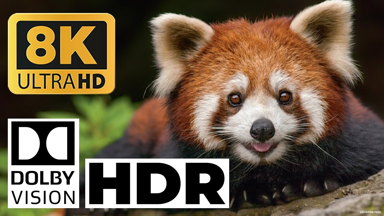 Wild Animals Collection in 8K ULTRA HD / 8K TV - YouTube
