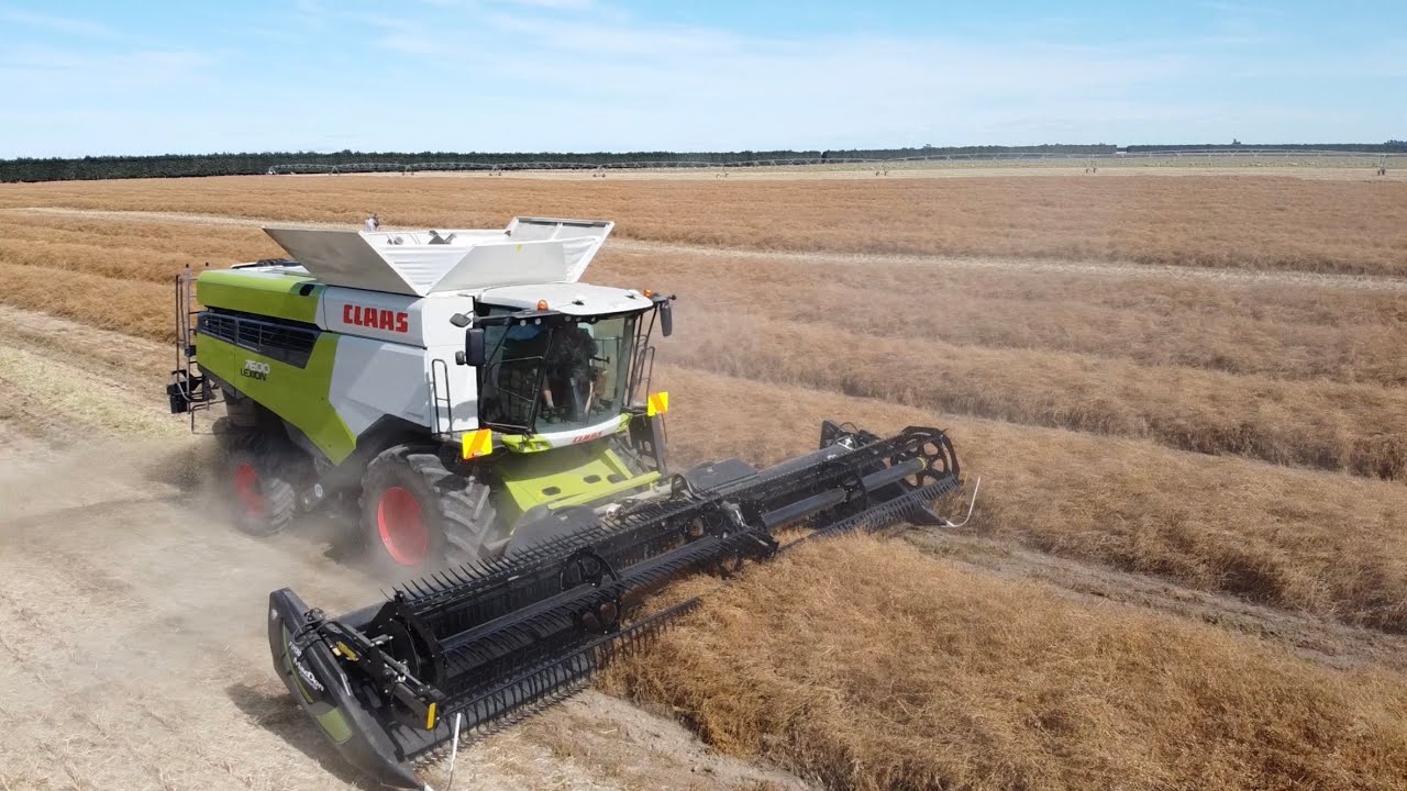 New Claas Lexion 7600 Demo Combine Harvesting Radish Part 1 - YouTube
