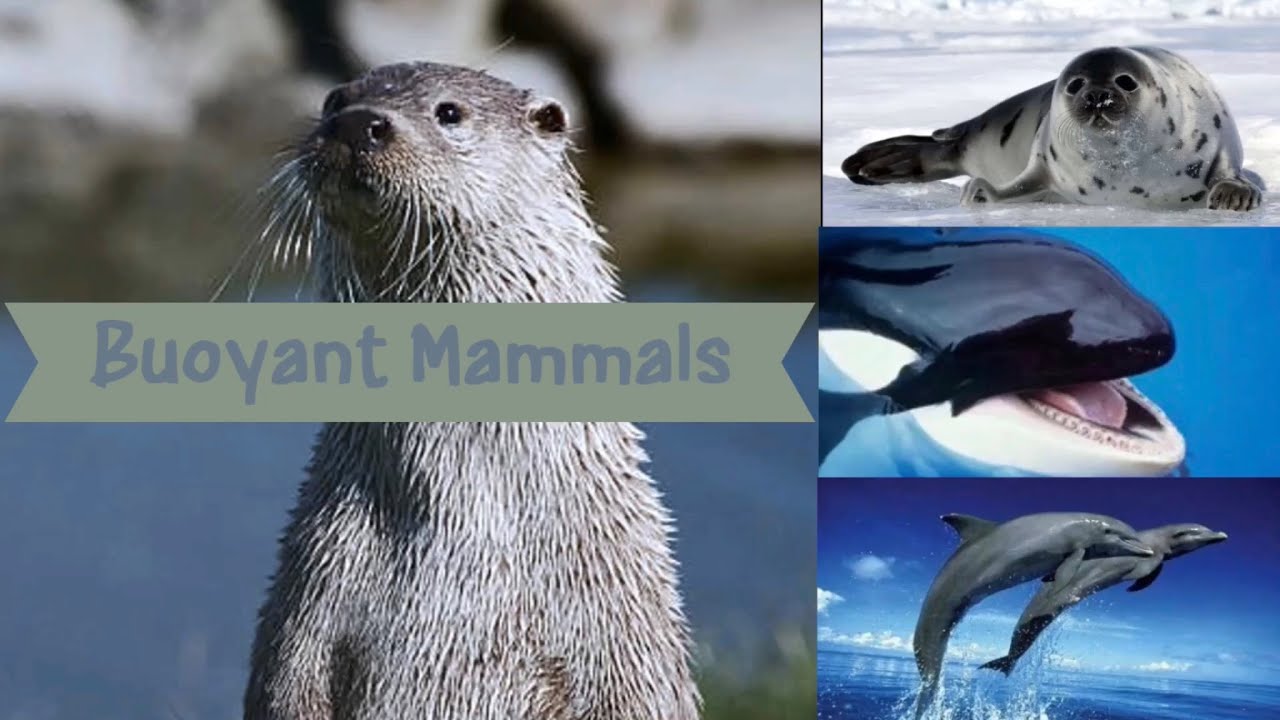 Buoyant Mammals - YouTube