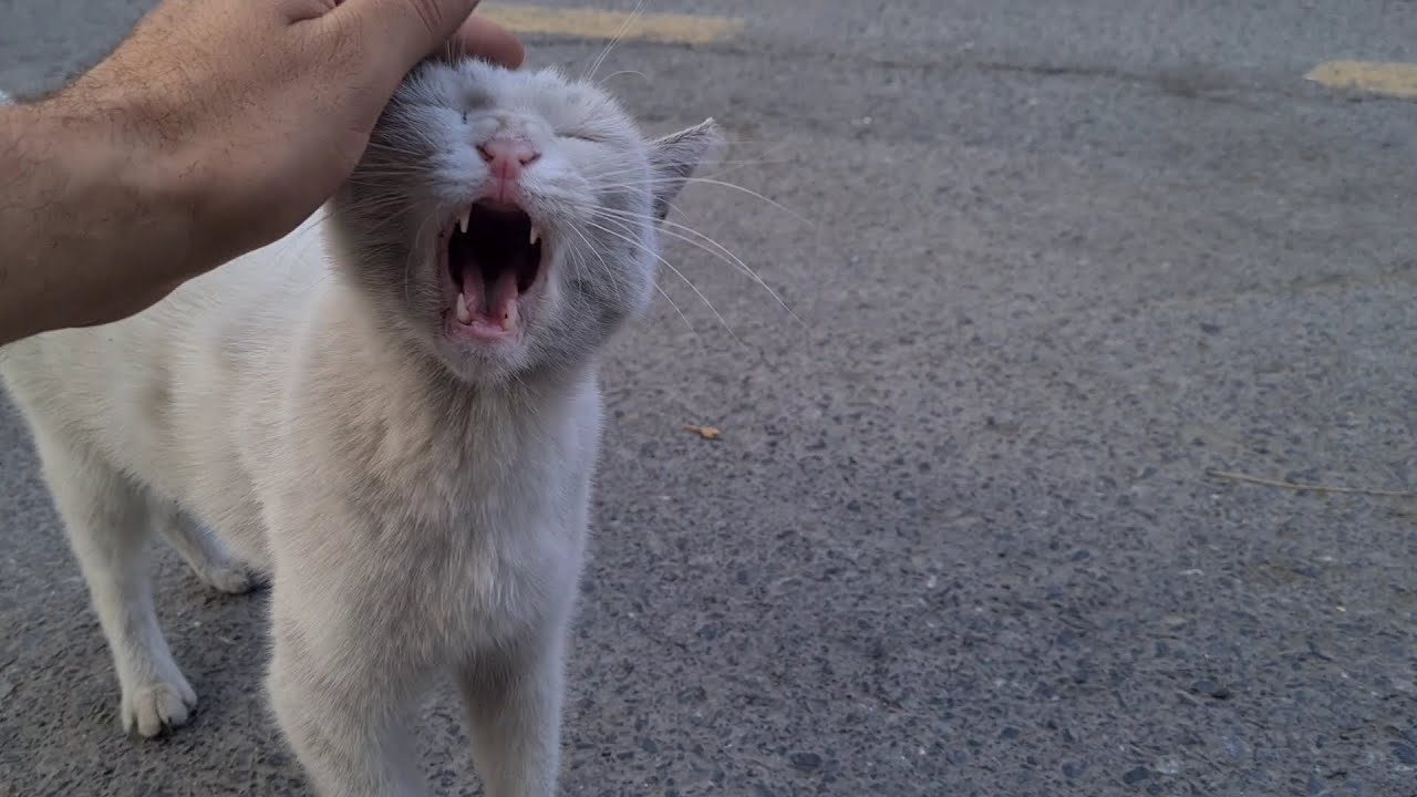 Be careful if you encounter this White Cat, you may be Attacked. - YouTube