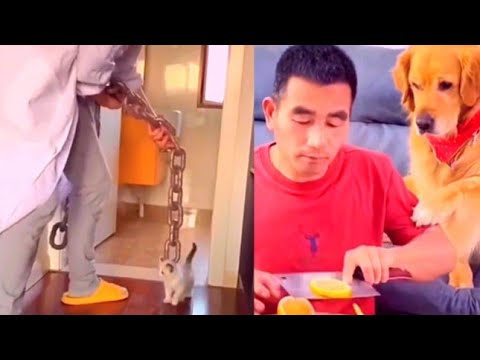 Cute funny animals| oops moment @funwithcuties#fun #cute #funny animals #funnycats #trending