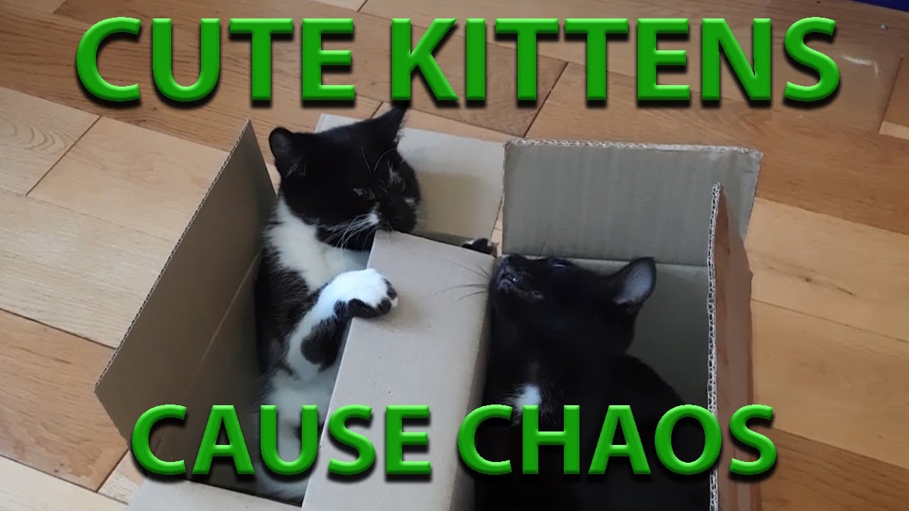 Cute Kittens Cause Nuclear Explosion Funny Cat Video - YouTube