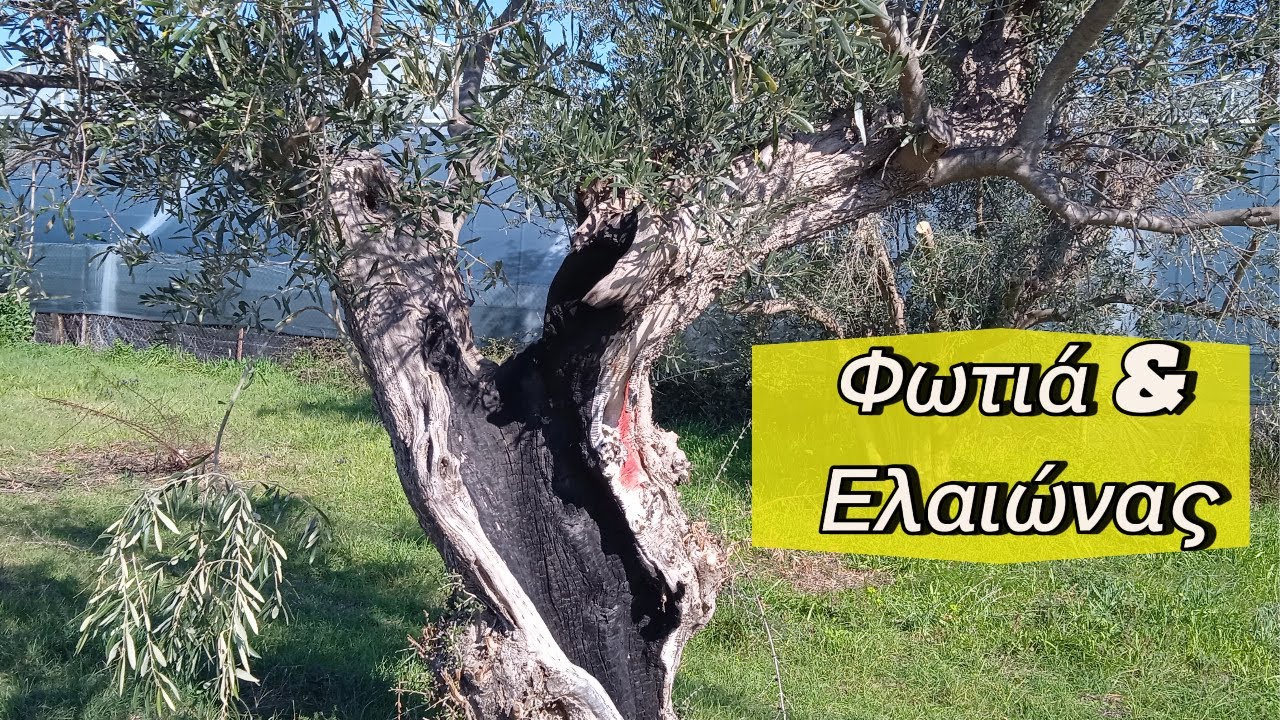 🔥🌳ΦΩΤΙΑ & ΕΛΙΑ🫒- Ποια η σημερινή κατάσταση;-Τι φροντίδες έκανα; - YouTube