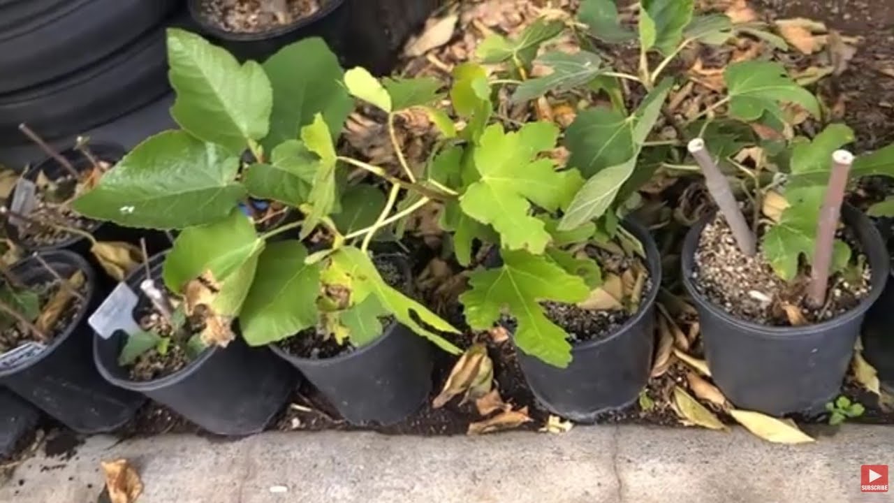 How I Propagate Mulberry Fig Tree cuttings | How I Start My Seeds ...