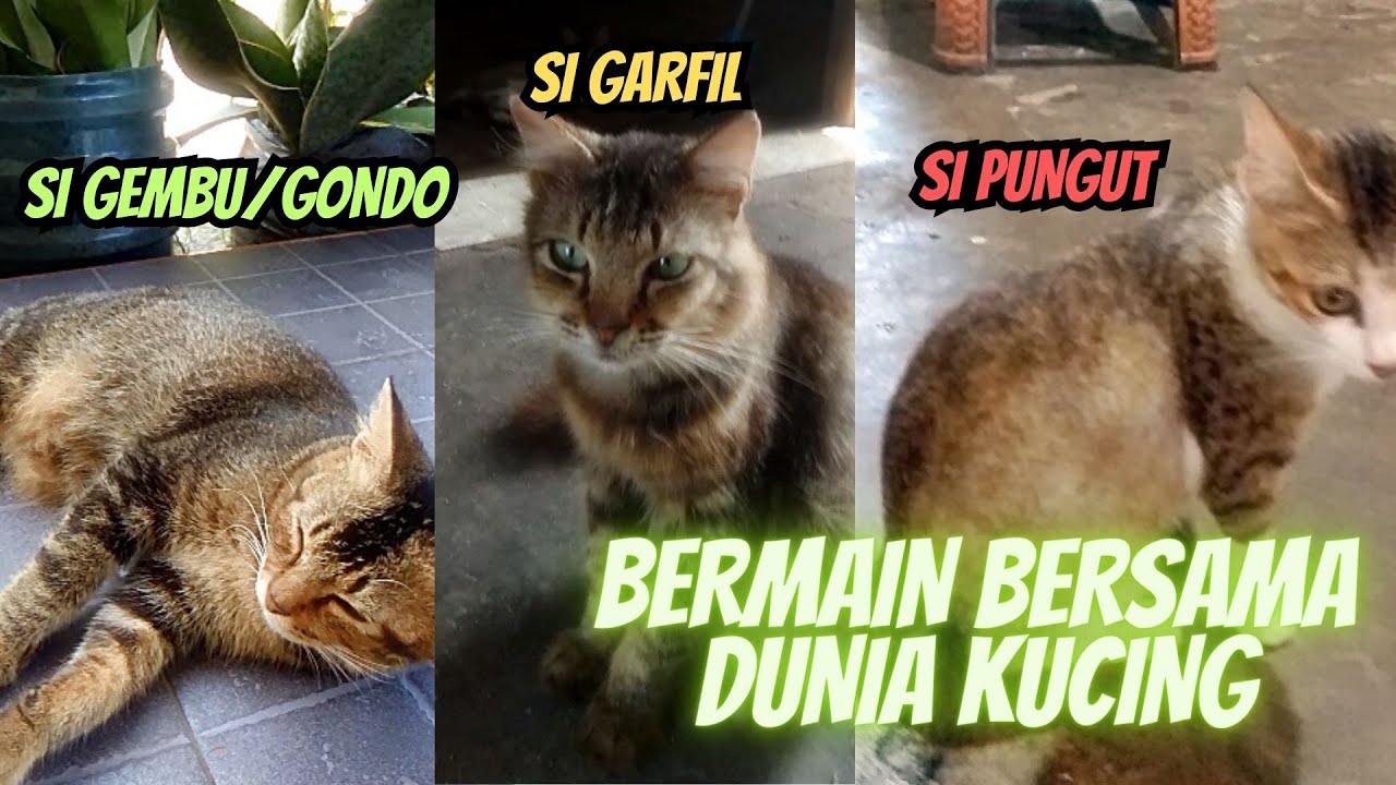 Kucing Lucu Vs Kucing Blender - #duniabinatang - YouTube