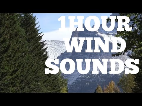 1 Hour of Calming Wind Blowing through Trees Sounds for Relaxing ...