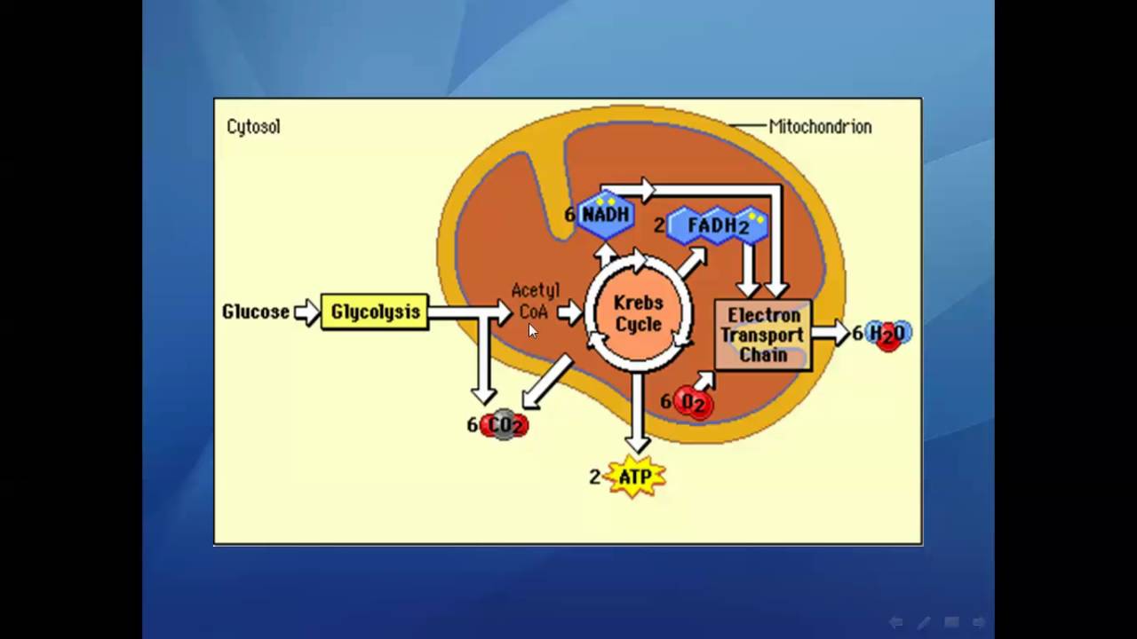 BioChemistry: Cellular Respiration - YouTube
