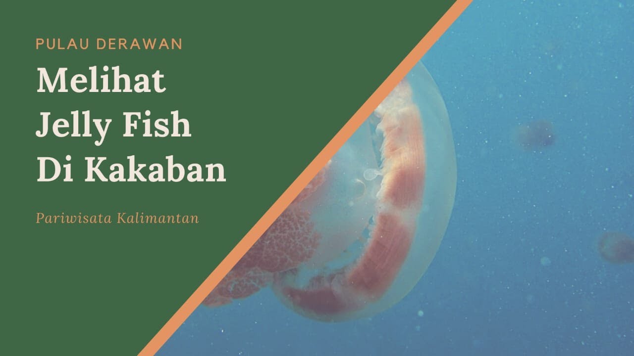 MELIHAT JELLY FISH DI PULAU KAKABAN - DERAWAN. - YouTube