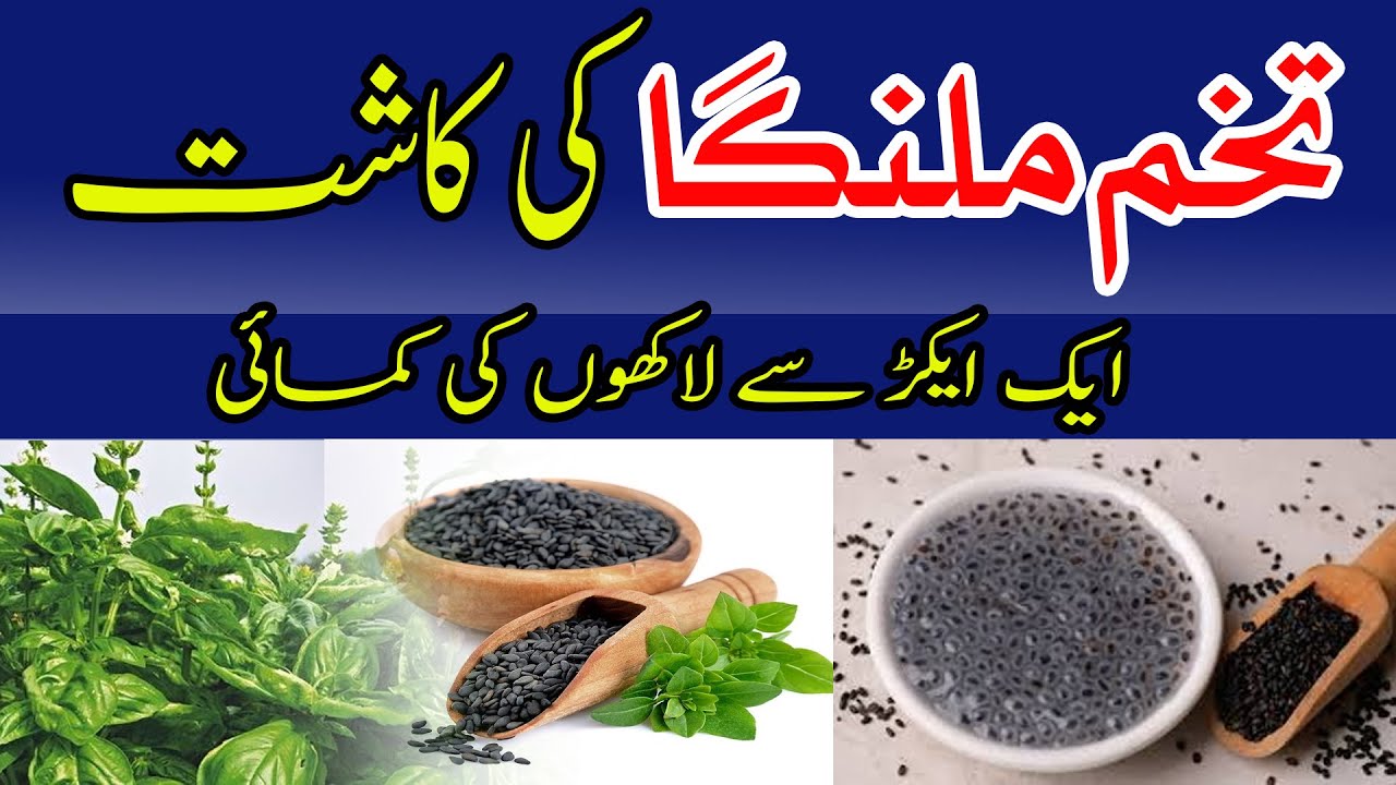 Tukham Malinga Farming |Tukhm-e-Balinga Farming | Basil Seeds Farming ...