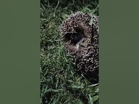 Ёжик в траве - YouTube