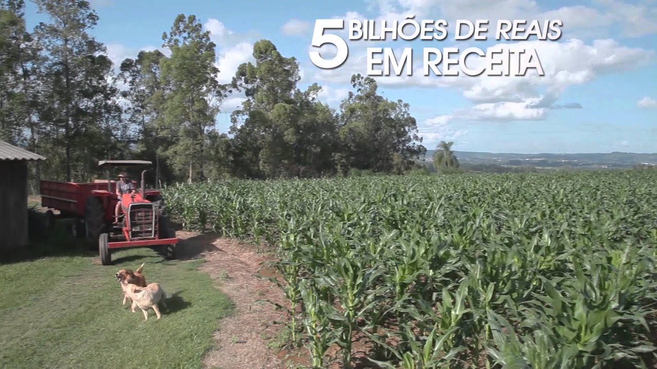 Produção de tabaco no Brasil - YouTube