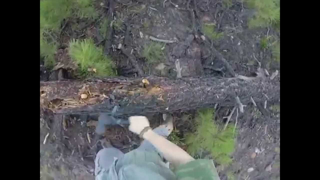 Harvesting fatwood - YouTube