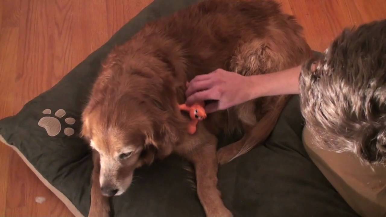 Rubby Buddy "How To" - YouTube