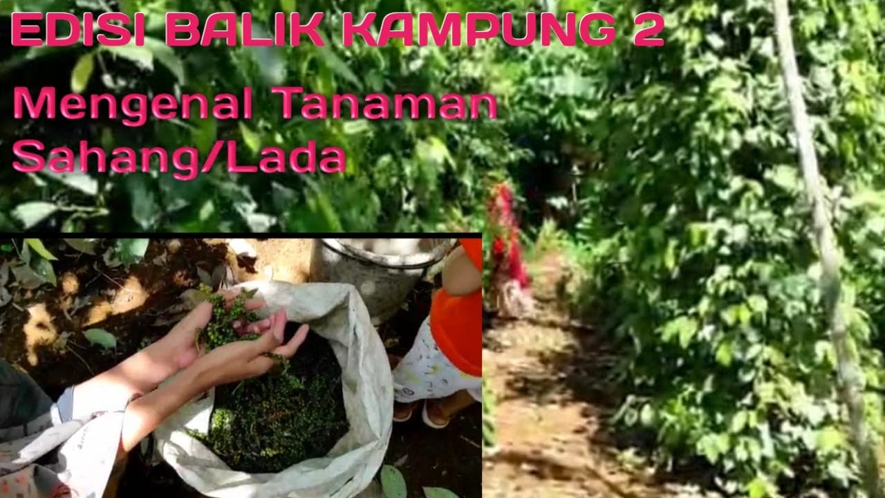 EDISI BALEK KAMPUNG, MENGENAL TANAMAN SAHANG/LADA - YouTube