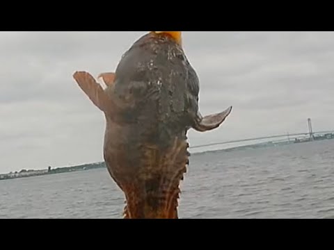 Catch and cook oyster toad fish Go Get’em Gang - YouTube
