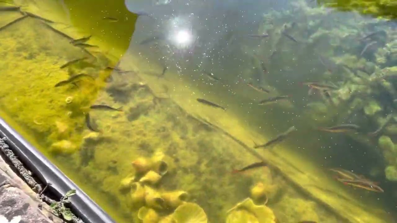 Amazing shoaling Rudd in a baby pond. Cute fish shy of the camera ...