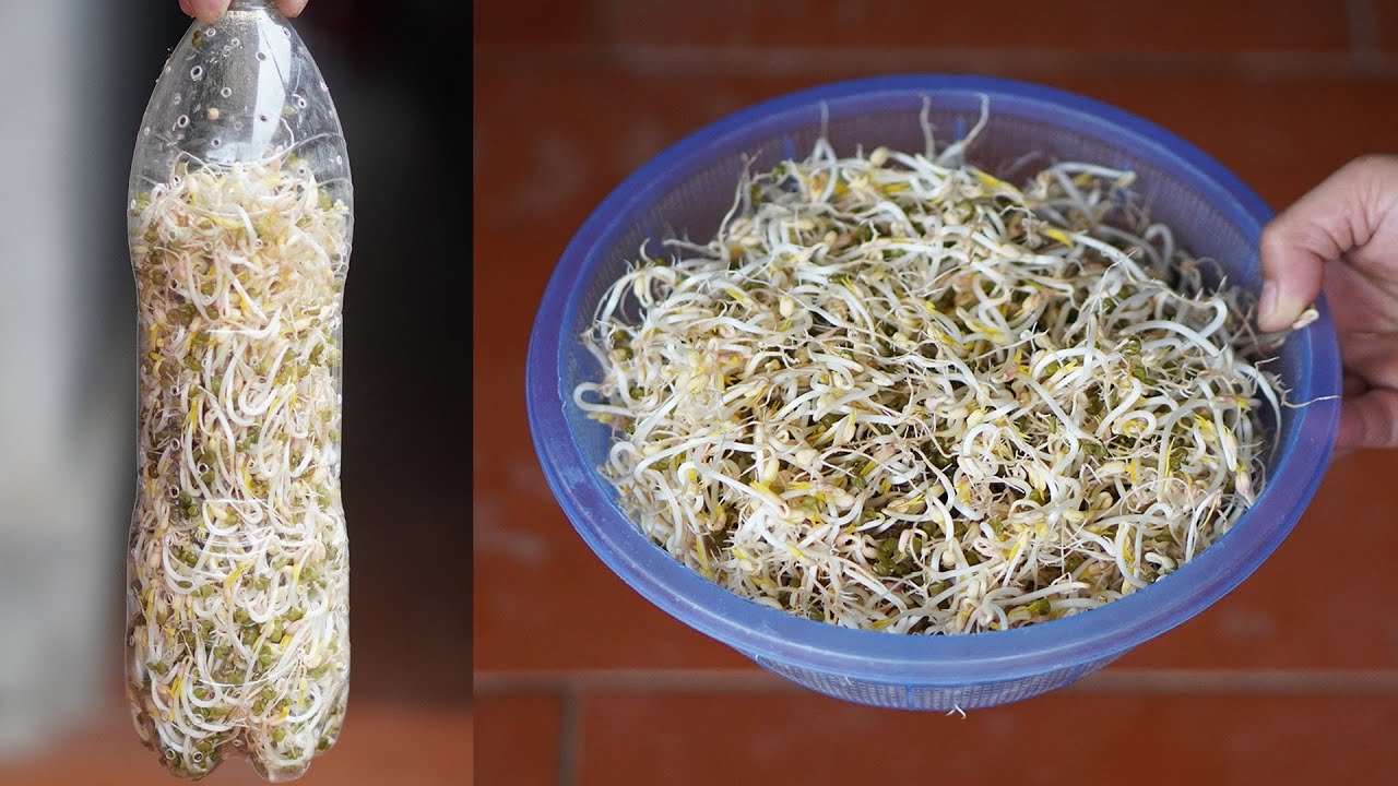 How To Grow Bean Sprouts In Plastic Bottles Simple, Effective And High ...