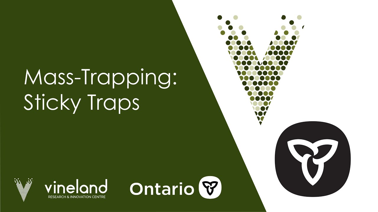 Mass Trapping in the Greenhouse using Sticky Traps - YouTube