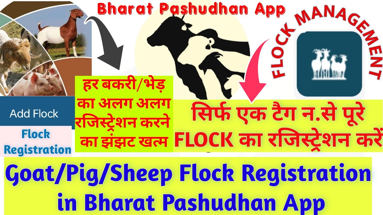 Sheep/Goat/ Pig Flock Registration in Bharat pashudhan app | Flock ...