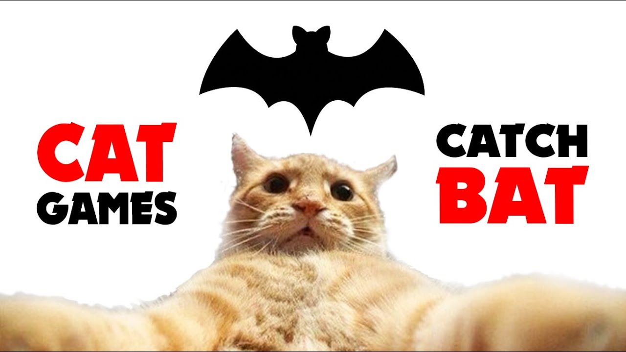 Cat games ★ Catching BAT 1 hour - YouTube